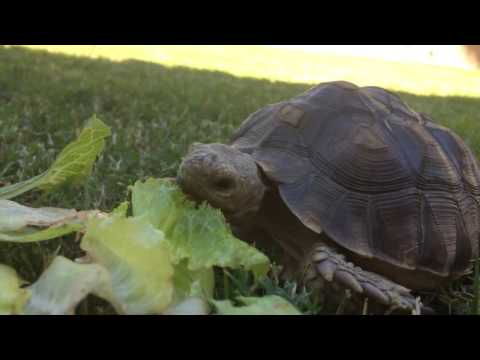 Steam Community :: Subnautica