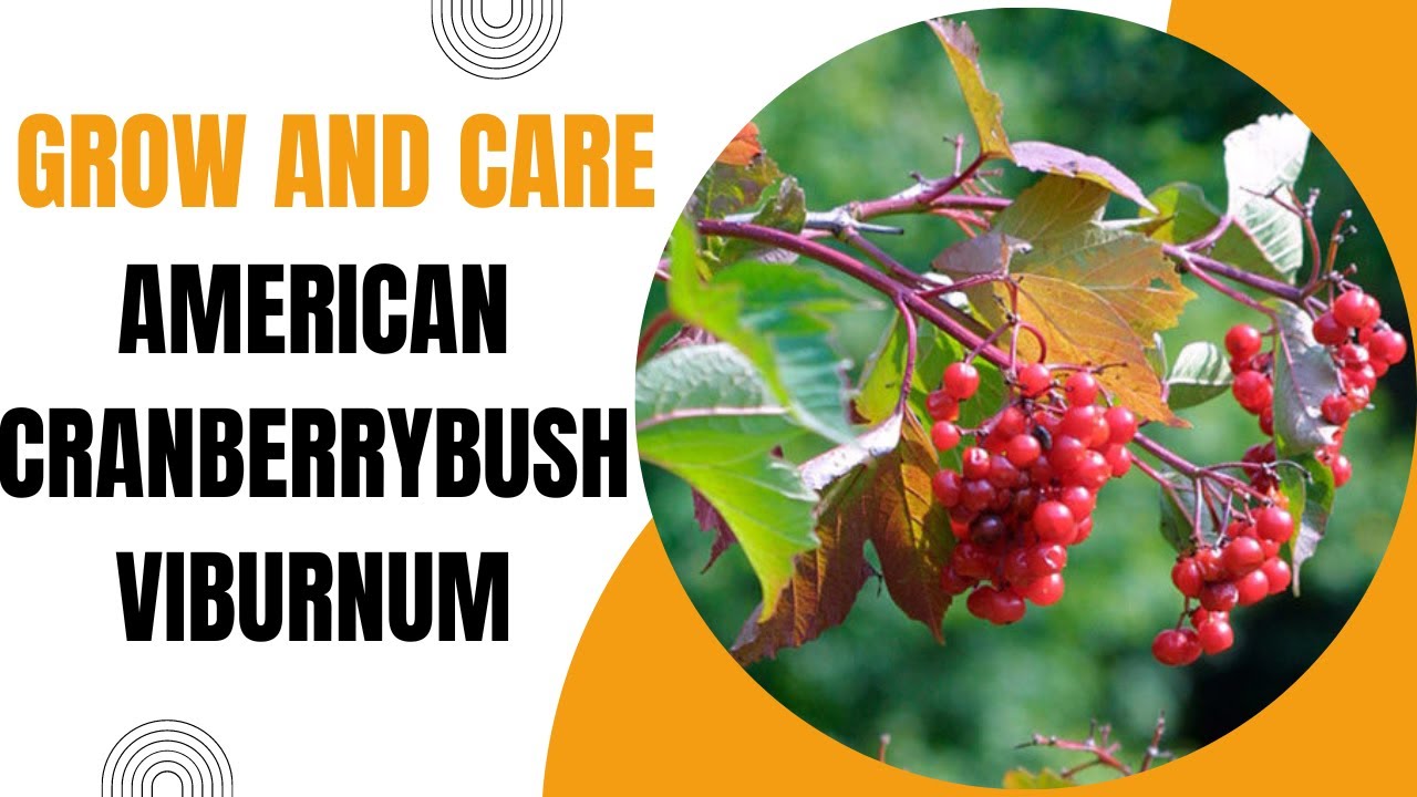 How to Grow and Care for American Cranberrybush Viburnum