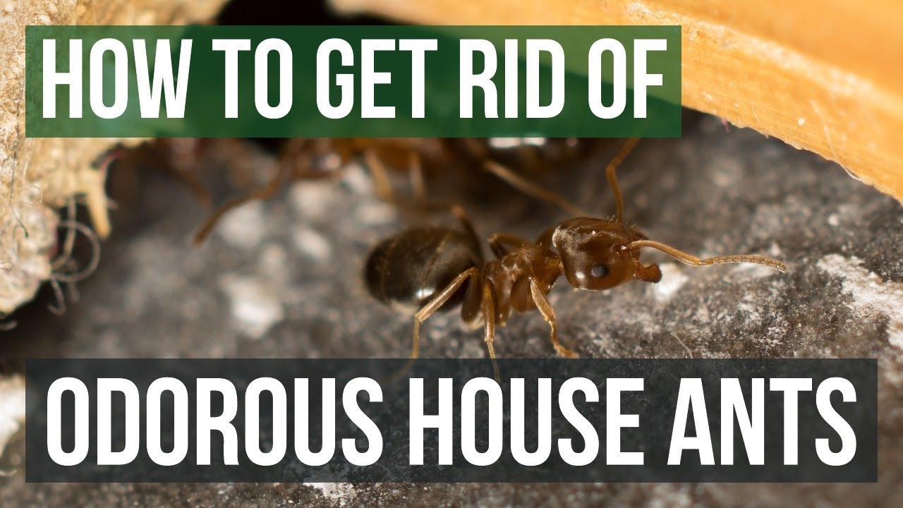 Odorous House Ant Control: How To Get Rid of Odorous House Ants | DIY ...