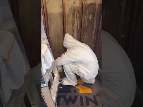 BLACK mold removal Solution.. Works FAST !