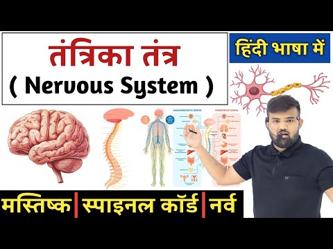 तंत्रिका तंत्र - Nervous System | Nervous System in Hindi | Anatomy and Physiology | Biology