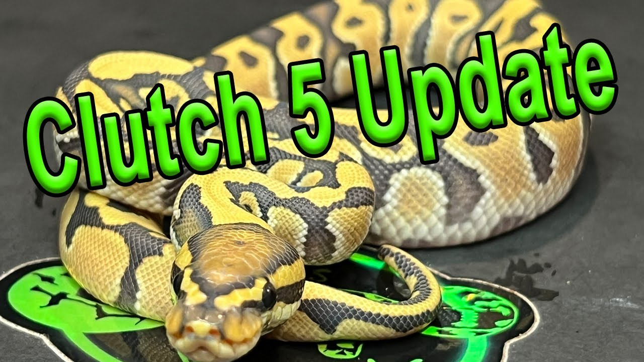 Clutch 5 Update (Ball Pythons)
