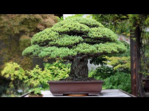 This 392-Year-Old Bonsai Tree Survived the Hiroshima Atomic Blast ...