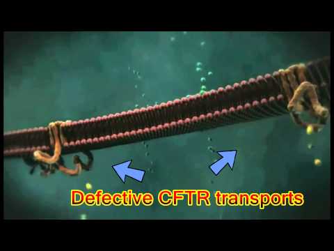 Defective CFTR animation