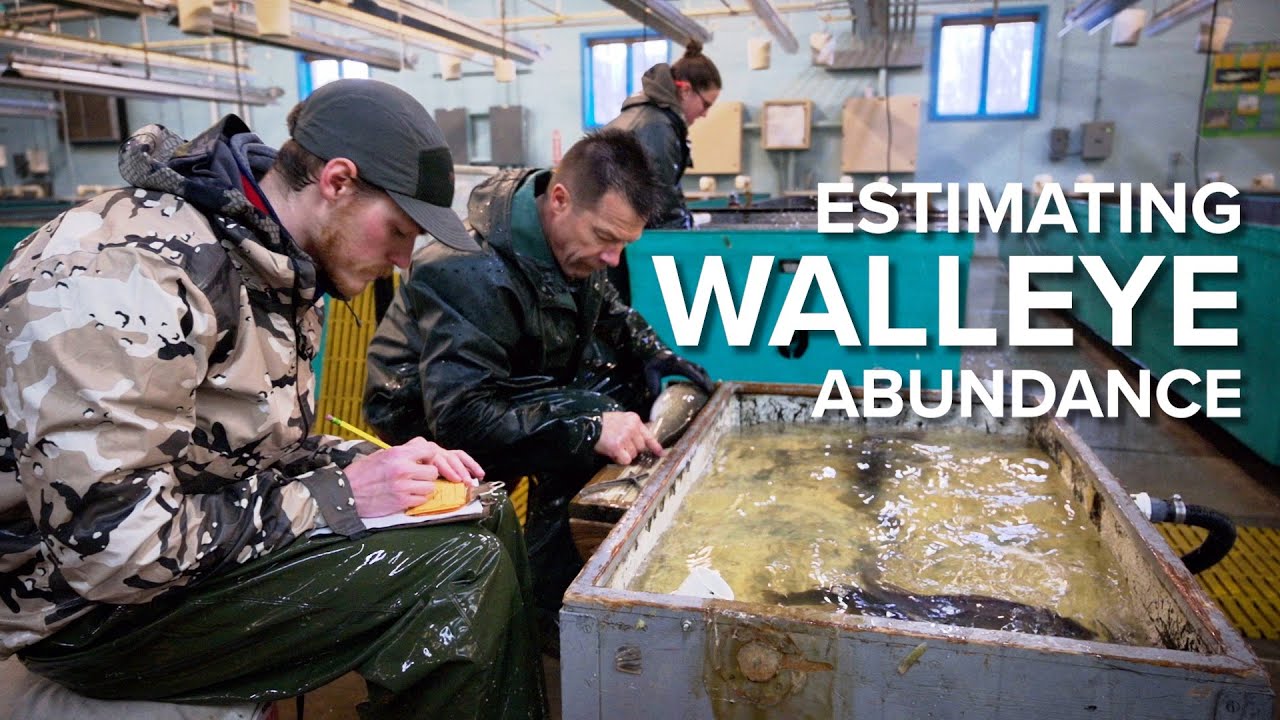 Estimating Walleye Abundance Using Mark-Recapture