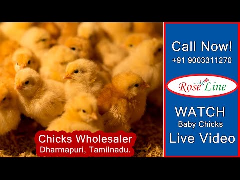 Poultry Farm Chicks - Wholesale Price & Mandi Rate for Country Chicken ...