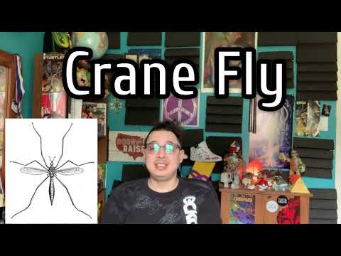 Crane Fly Spirit Animal Symbolism and Possible Spiritual Meaning of Seeing