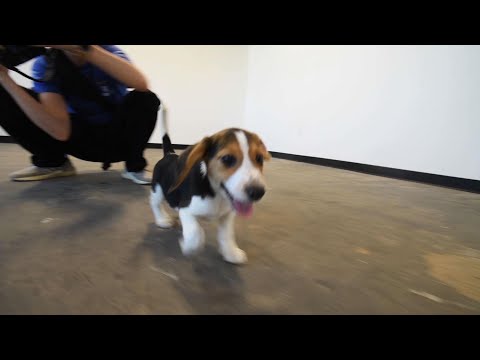 4,000 beagles to be rescued from breeding facility