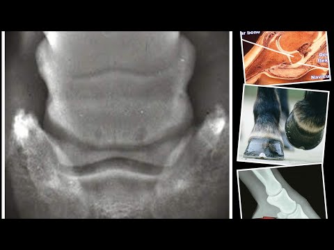 NAVICULAR DISEASE IN HORSES
