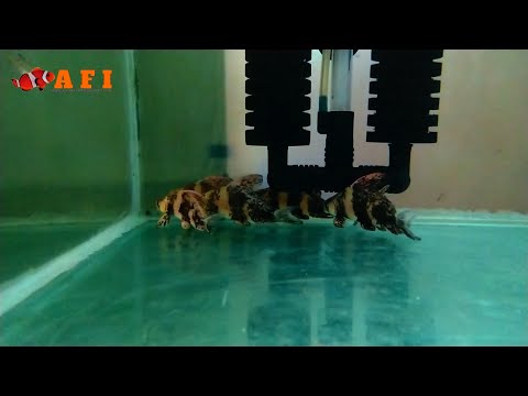 Imported Chinese Hi fin Banded Shark Buy Online AquariumFishIndia