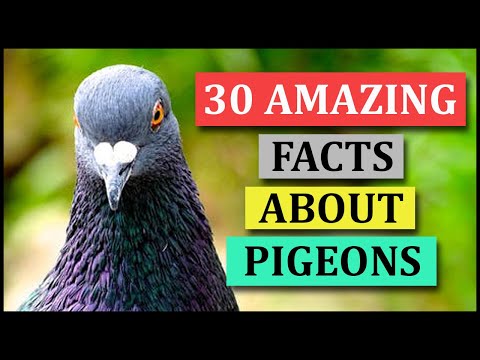 30 Amazing Facts About Pigeons | Animal Globe