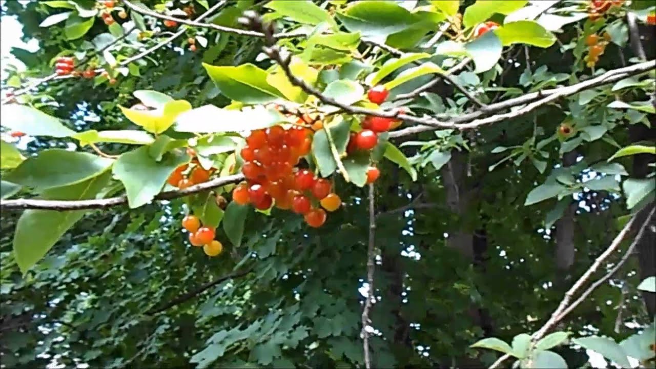 Wild edibles: Pin Cherry