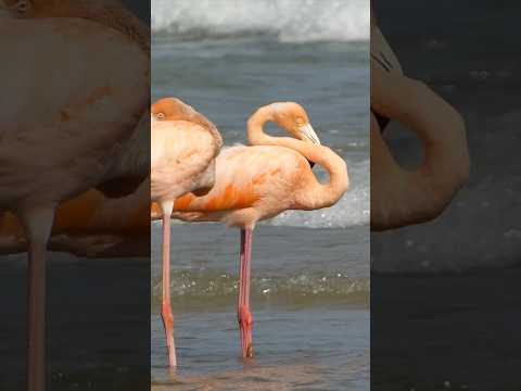 American Flamingo Facts! 🦩