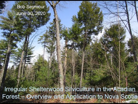 MCFC Webinar: Irregular Shelterwood Silviculture in the Acadian Forest - Overview and Application