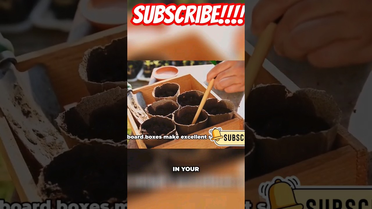 Unlocking the Magic of Cardboard Boxes: Endless Possibilities for Creativity and Gardening