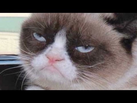 Grumpy Cat goes from meme to the big screen