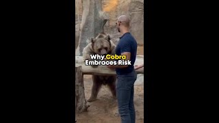 Why Cobra Embraces Risk