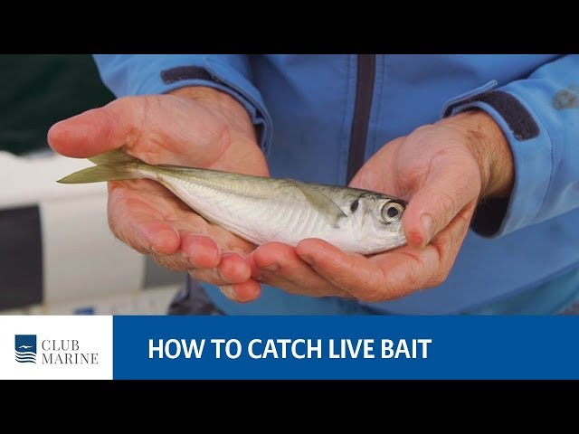 How to catch live bait with Al McGlashan | Club Marine Australia