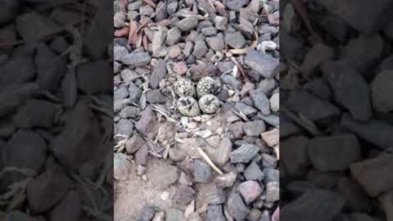 Killdeer Birds Have a Peculiar Defense Mechanism || ViralHog