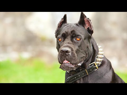 How Strong Is a Cane Corso’s Bite Force?