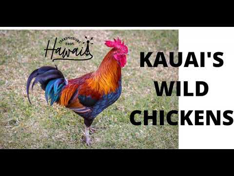 01 Kauai's Wild Chickens: Hilarious, Annoying and Totally Fascinating