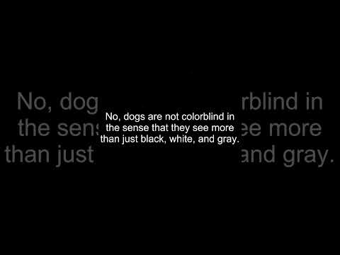 Are all breeds of dogs color blind