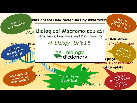 Biological Macromolecules: Structures, Functions, and Directionality | AP Biology 1.5