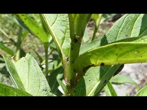 No more Aphids on Milkweed!