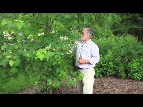How to Trim a Maple Tree Seedling : Tree Trimming & Care