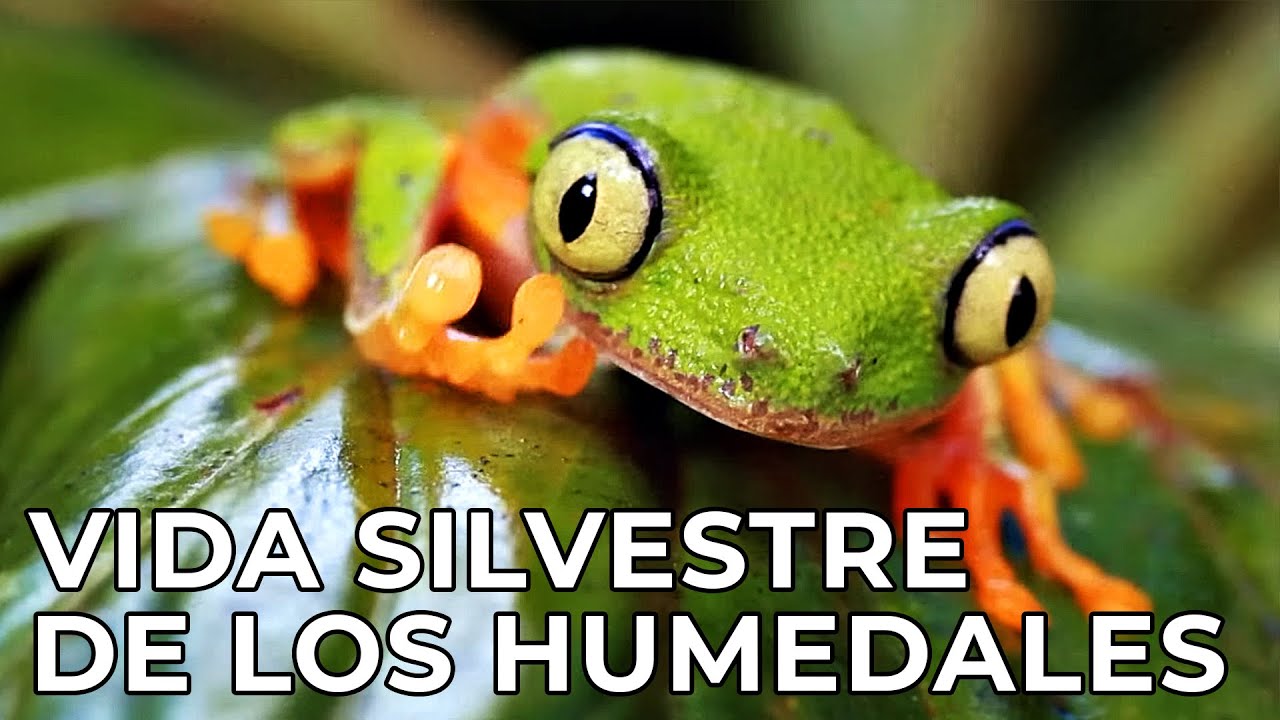 The Wild World: Wetlands | Free Nature Documentary - Spanish