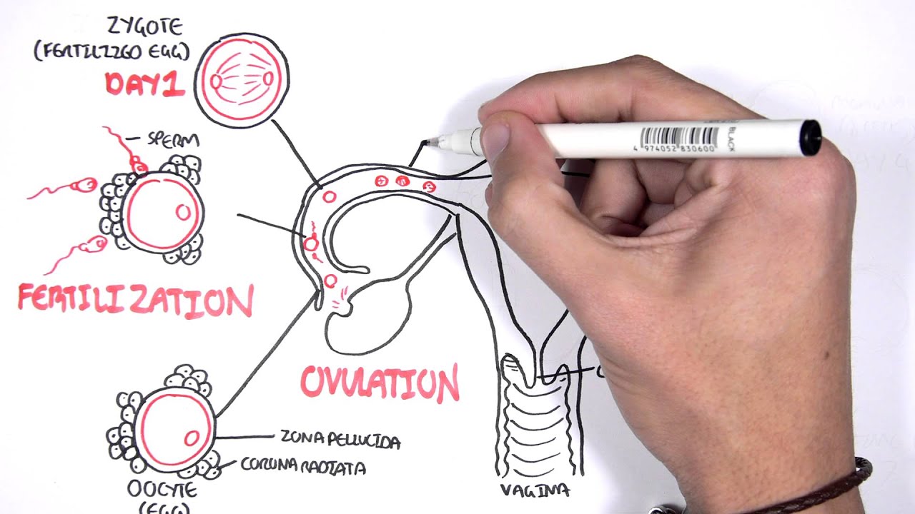 Embrology - Day 0 7 Fertilization, Zygote, Blastocyst