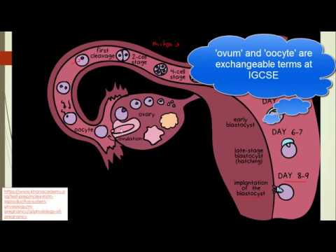 Menstrual Cycle for IGCSE Biology