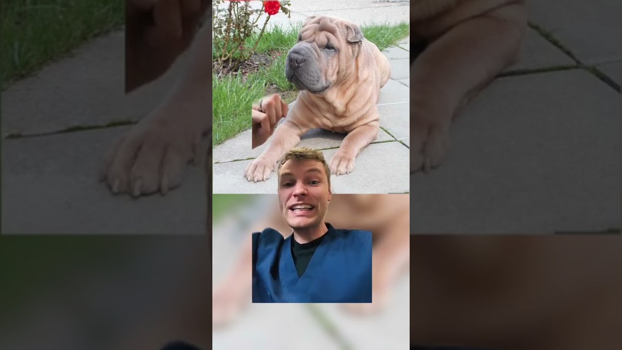 5 dog breeds I would never own as a vet #shorts