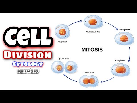 Mitosis ,, Stages of Mitosis (phases). CELL Biology #cytology #celldivision