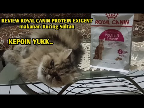 Review Makanan Kucing Sultan ROYAL CANIN PROTEIN EXIGENT / Kepoin bersama Muezza yuk..  😻