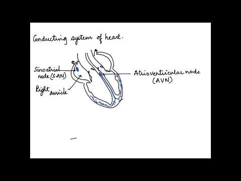 HOW TO DRAW THE CONDUCTING SYSTEM OF HEART: HUMAN PHYSIOLOGY: BODYFLUIDS AND CIRCULATION CBSE/ISC_11