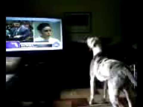 Dog Renders Verdict on Casey Anthony Trial