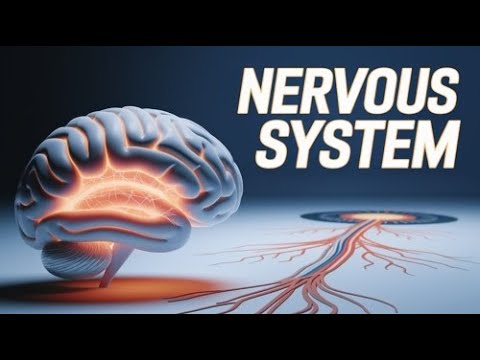 Nervous System Explained: How Your Brain & Body Communicate