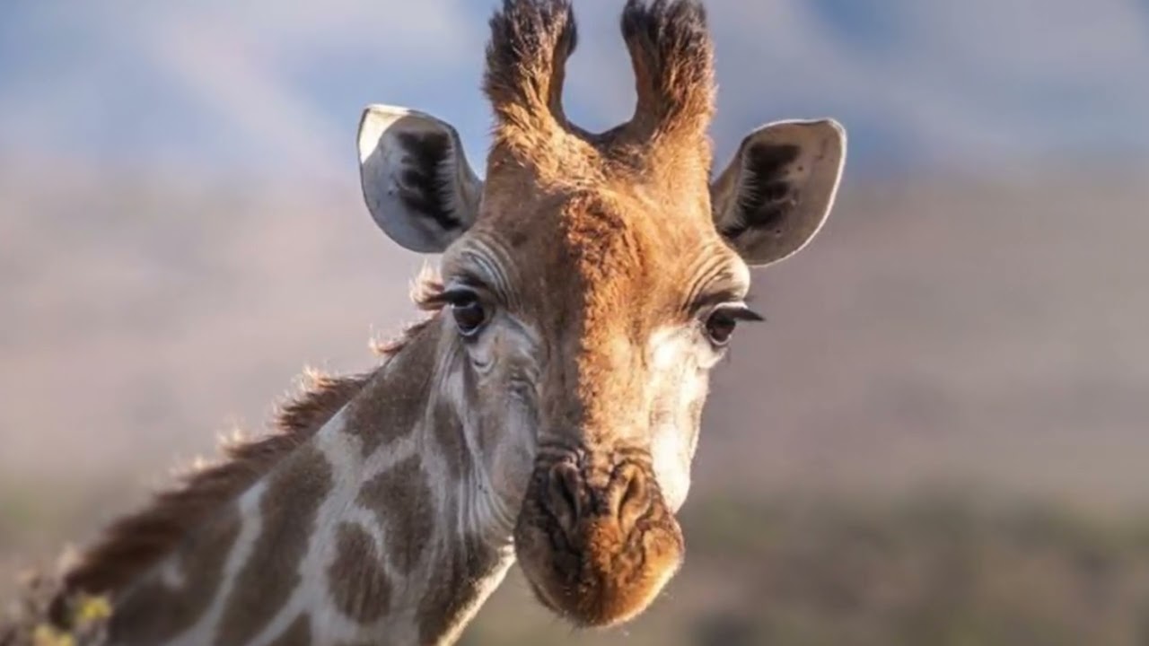 🦒que significa SOÑAR con JIRAFA🦒