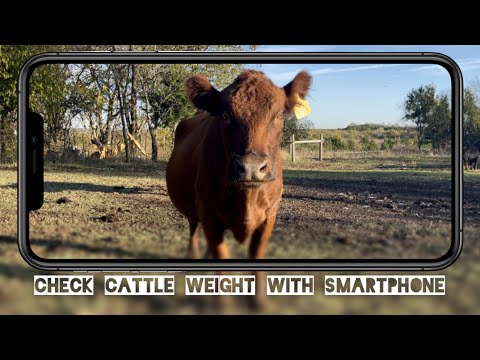 Check Cattle Weight With Smartphone