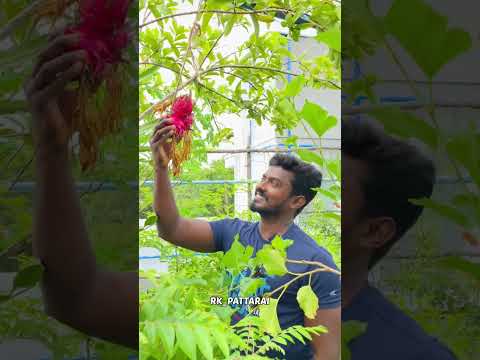 DRAGON FRUIT வளர இவ்ளோ நாள் தான் ஆகுமா??? DRAGON FLOWER to FRUIT | GROWTH PERIOD OF DRAGON FRUIT