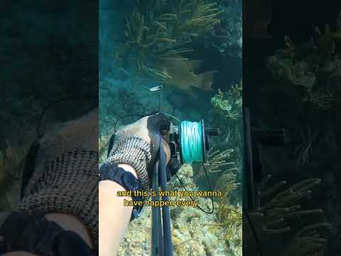 Killshot with the Homemade Spear! #spearfishing
