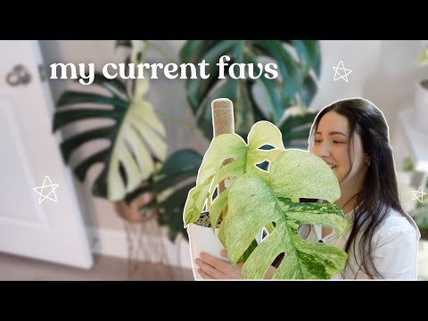 My 10 Current Plant Obsessions 🌿