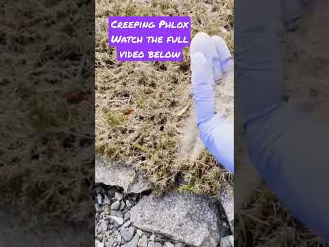 Uncover the Secrets of Fertilizing Creeping Phlox!