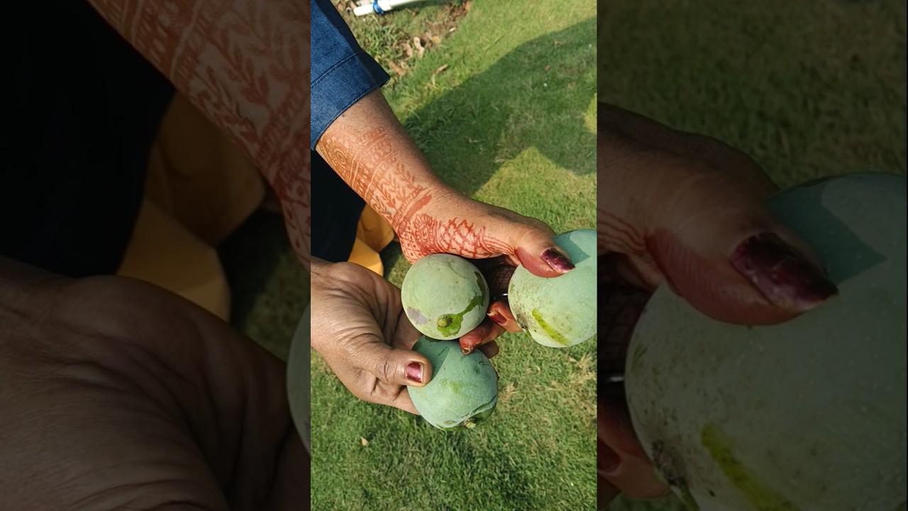 Mumbai Taloja  Aroki  farm house.... super .. Good  morning   #vc # kutti vlog....