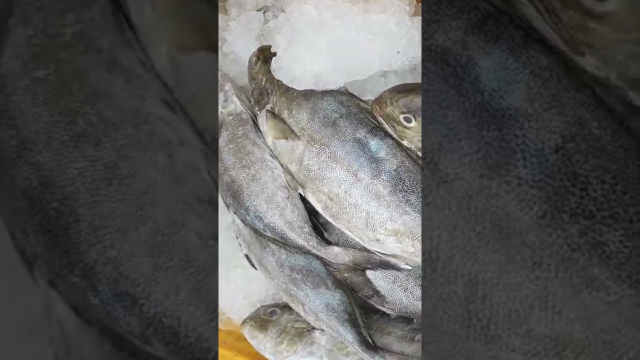 butter fish (mamiya paarai)@#georgefishmart #tn74butcher don't forget to like and subscribe