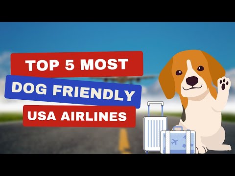 Top 5 Most Dog Friendly Airlines In the USA