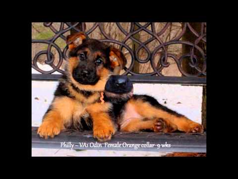 Julie Martinez Mittelwest German Shepherds Reviews
