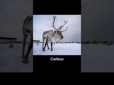 Animals That Start With The Letter C😯 #animals #interesting #viral #shorts #xyzbca