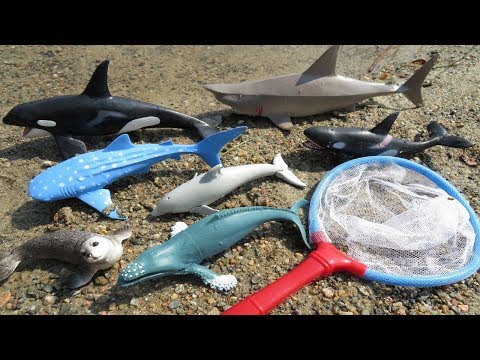Catch and Learn - Sea Animal Toys for Kids